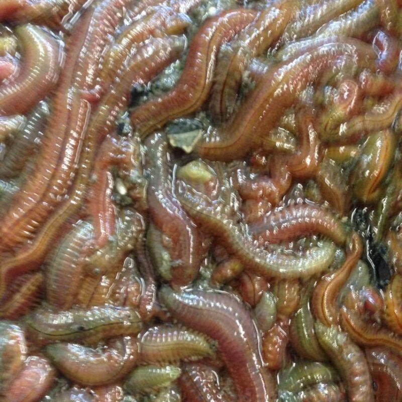 Fresh & Live Sea Fishing Bait UK | Next-Day Delivery | Solent Baits