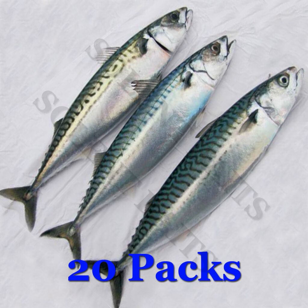 blast frozen mackerel