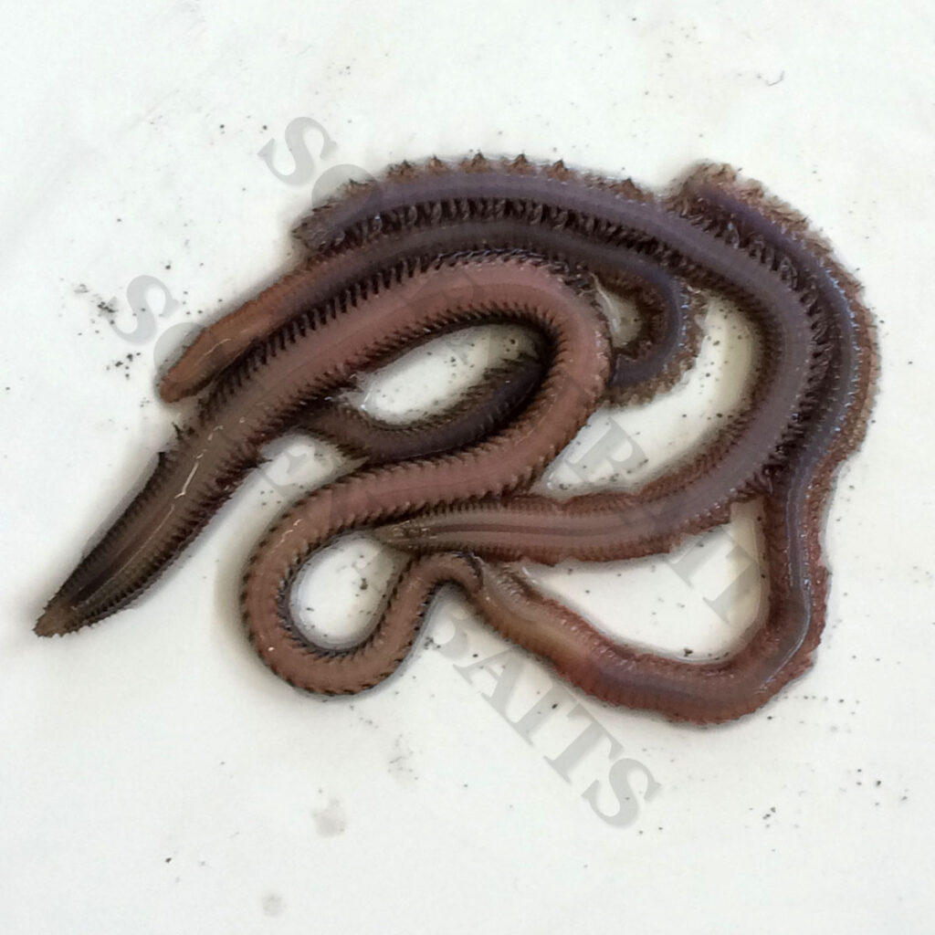 White Ragworm (single) | Solent Baits & Tackle