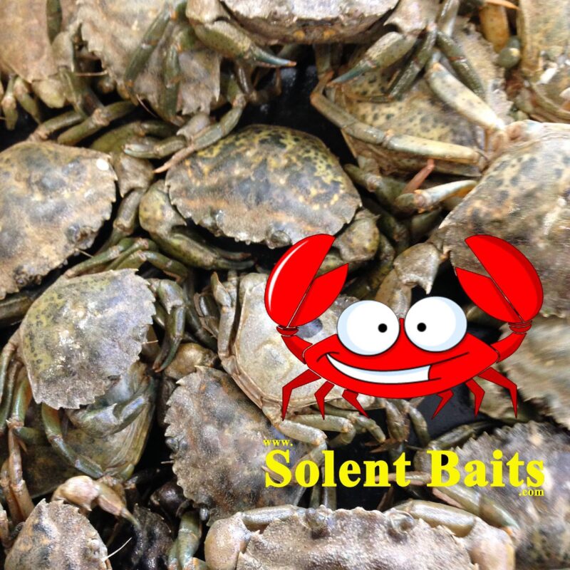 Frozen Sea Baits | Solent Baits & Tackle