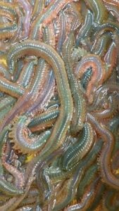 Ragworm ¼ lb | fishing bait