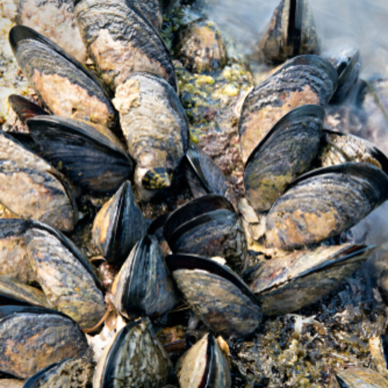 Frozen Sea Baits | Solent Baits & Tackle