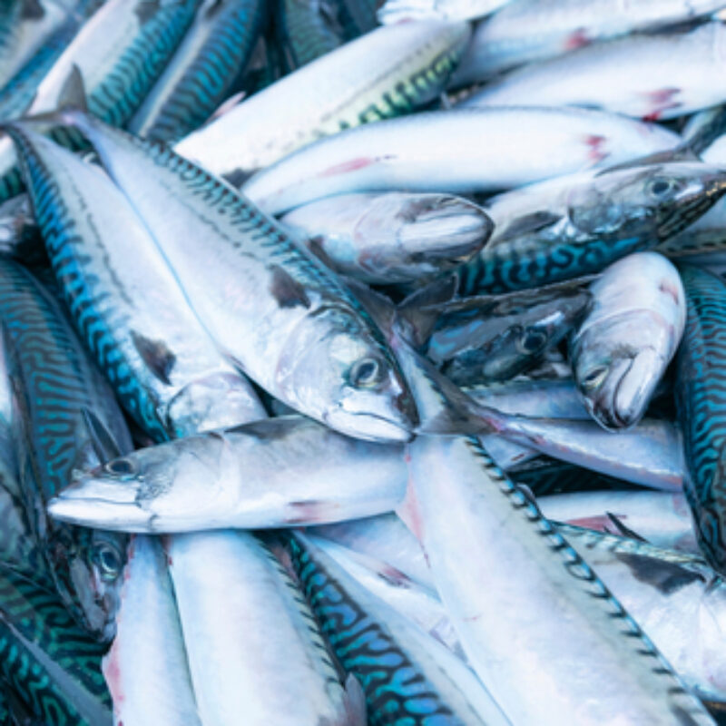 Frozen Sea Baits | Solent Baits & Tackle