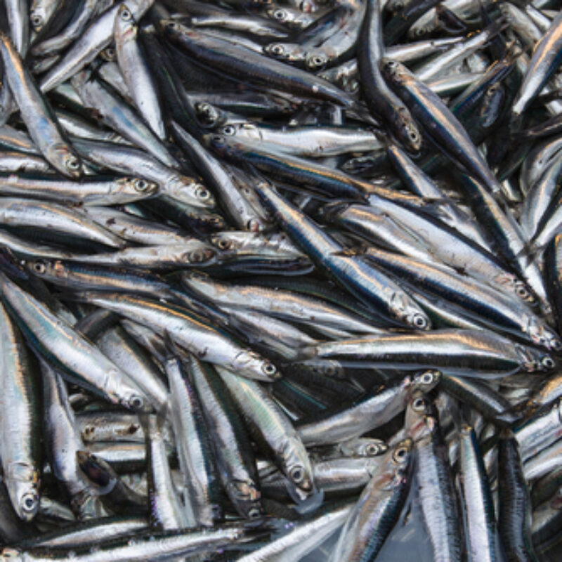 Frozen Sea Baits | Solent Baits & Tackle