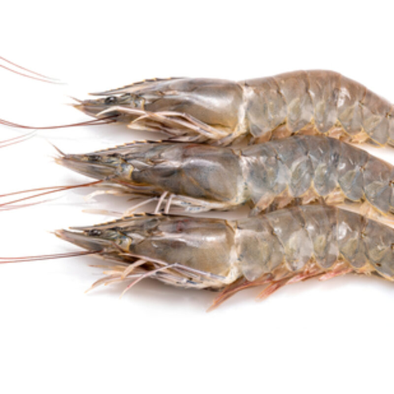 Frozen Sea Baits | Solent Baits & Tackle