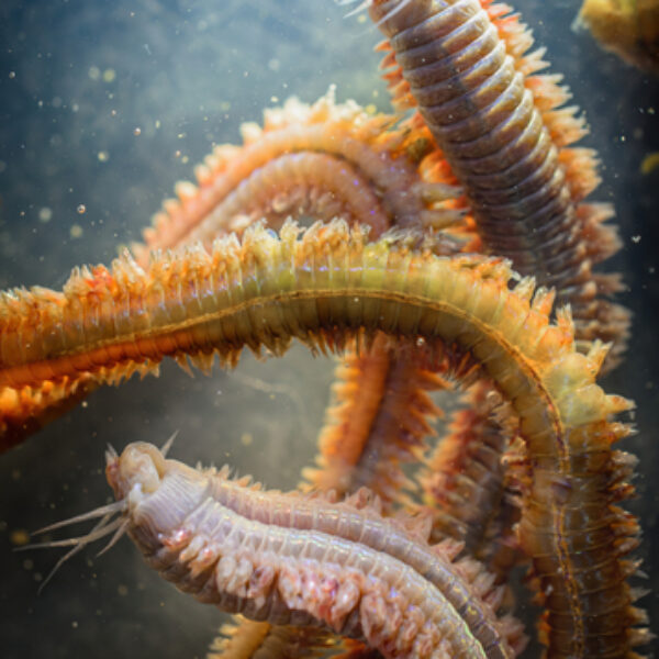 Fresh And Live Baits Archives | Solent Baits & Tackle