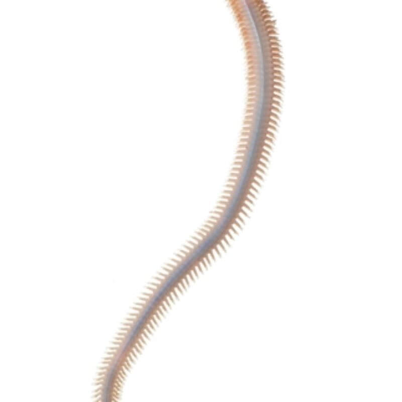 Fresh And Live Baits | Solent Baits & Tackle