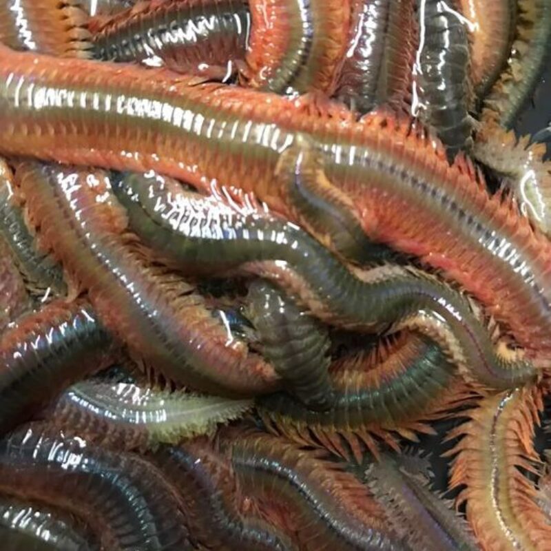 Fresh And Live Baits | Solent Baits & Tackle