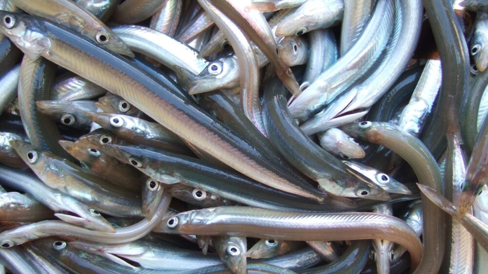 1kg Bulk Bag of Sandeels | Solent Baits & Tackle