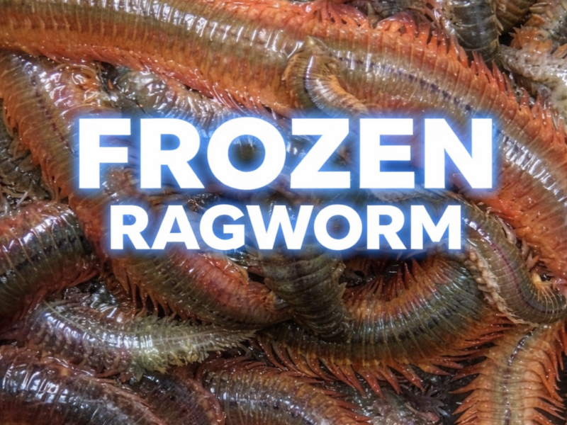 Premium Frozen Ragworm – Sea Fishing Bait UK