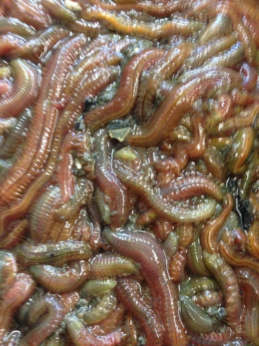 Maddies or Harbour Rag 1/2 pound | Solent Baits & Tackle