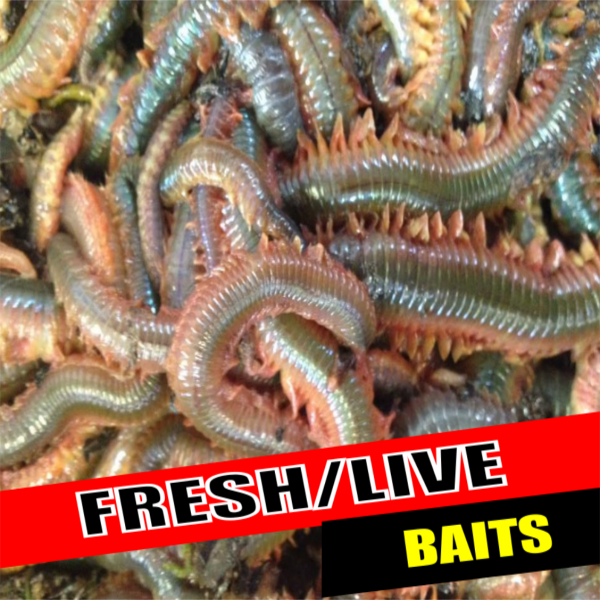Ragworm sea fishing bait